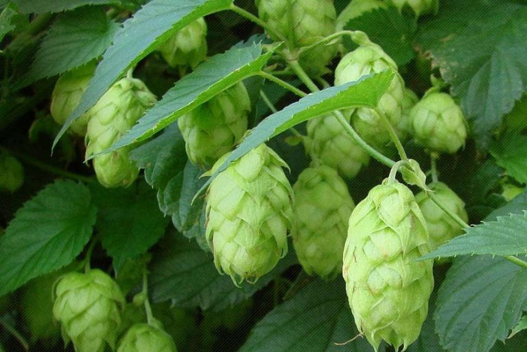 hop-extract - OCO Labs, Inc.